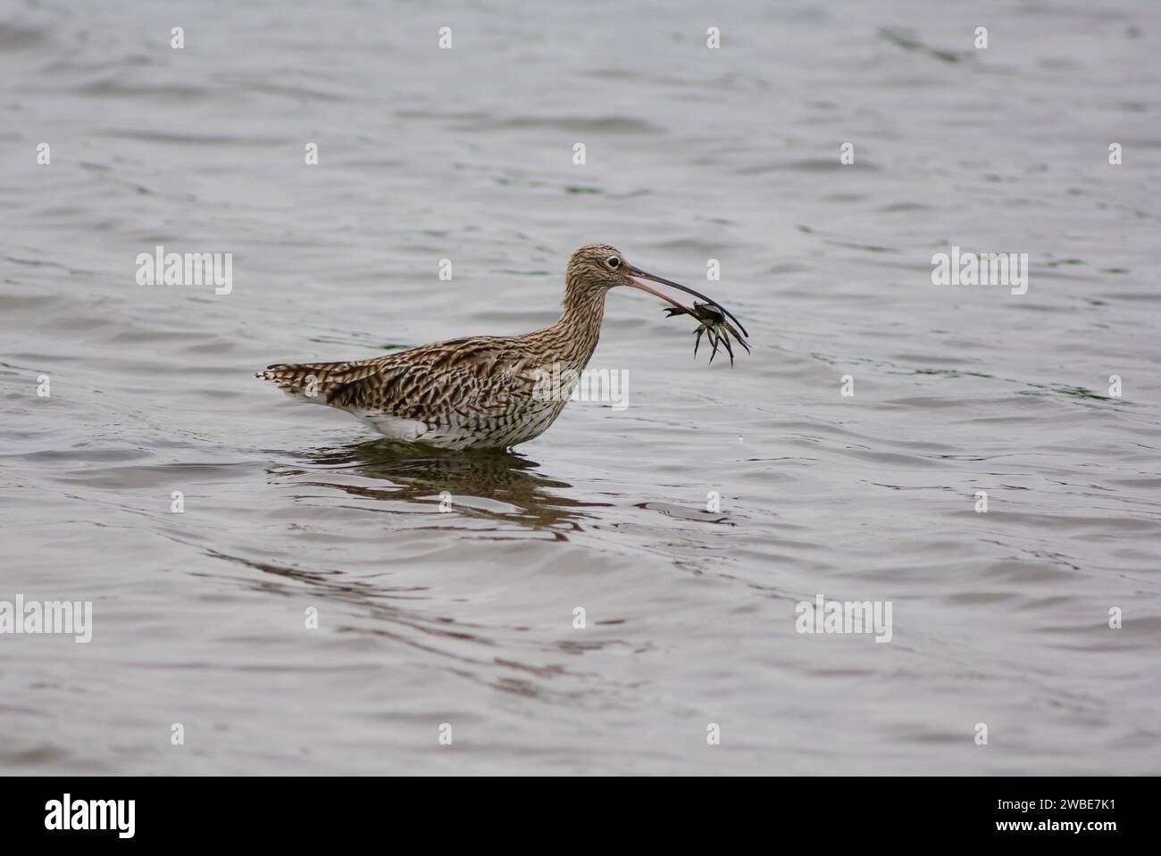 Eurasian curlew Numenius arquata, wading belly deep in coastal pool ...
