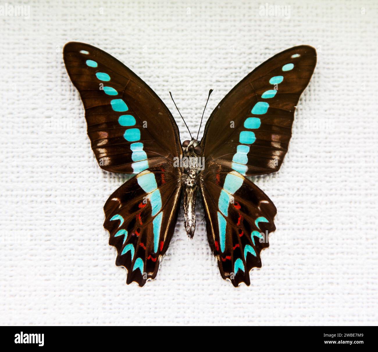 Exotic butterfly isolated on white background Stock Photo - Alamy