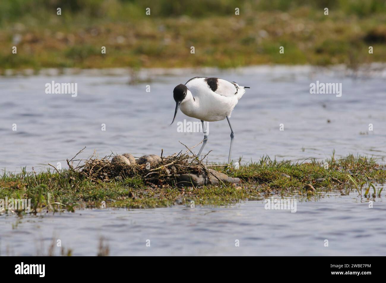 Pied avocet Recurvirostra avosetta, at nest with eggs, which has been ...