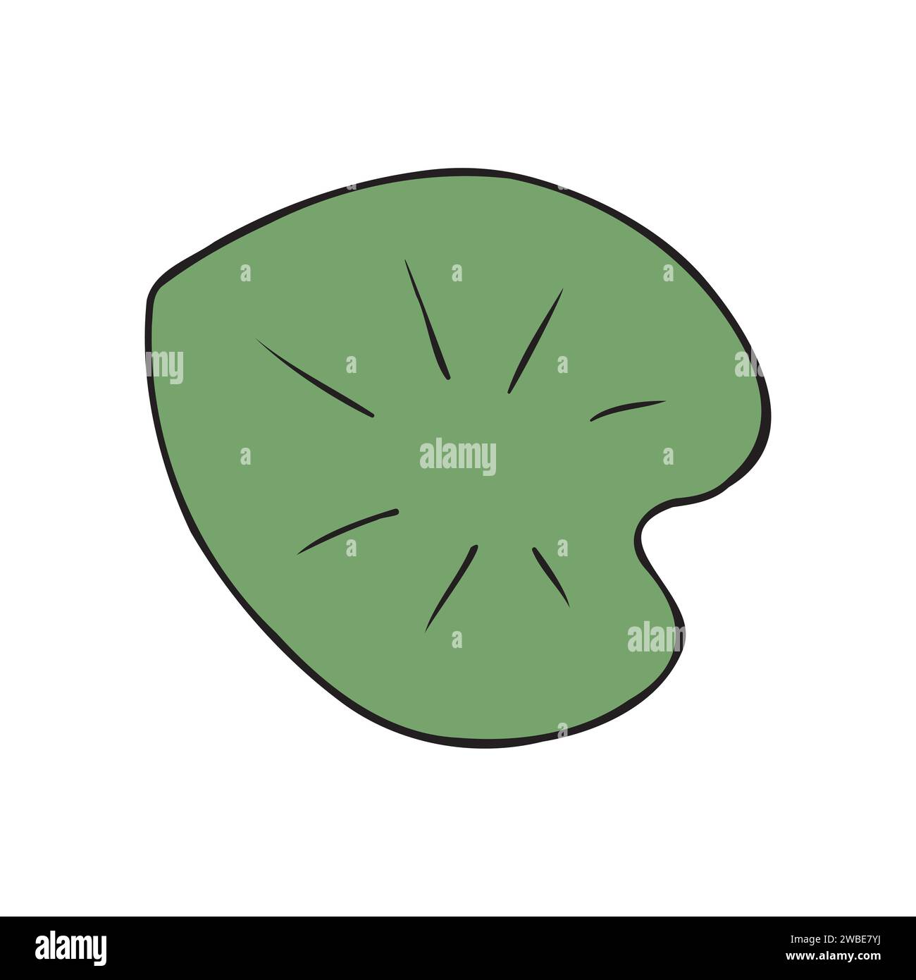 Vector hand drawn doodle green water lily leaf Stock Vector Image & Art ... Vector hand drawn doodle green water lily leaf Stock Vector Image & Art ...