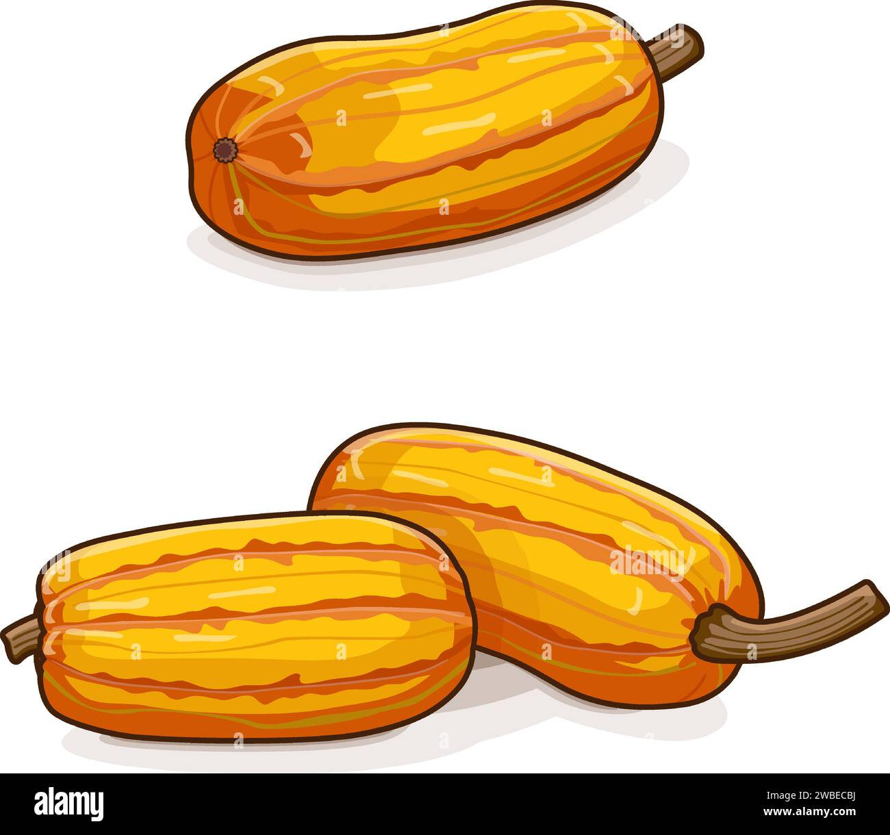 Group of Delicata squash or Bohemian squash. Winter squash. Cucurbita ...