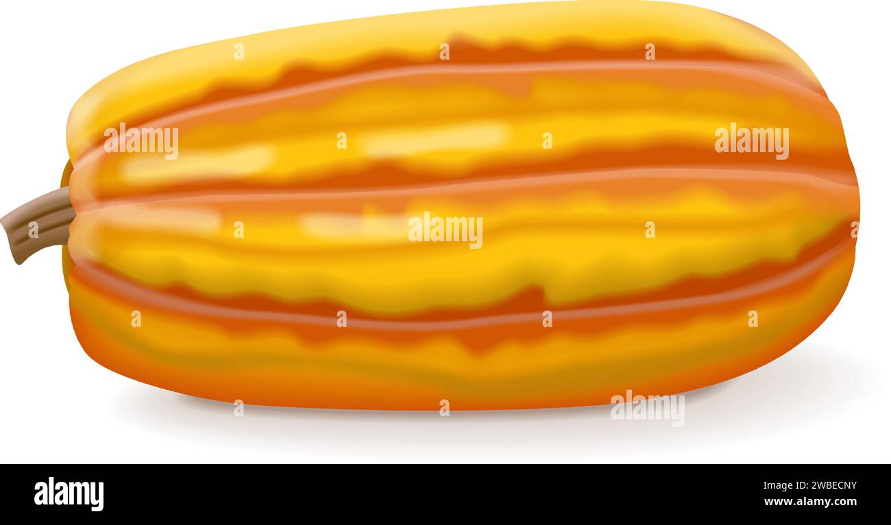 Delicata squash or Bohemian squash. Winter squash. Cucurbita pepo ...