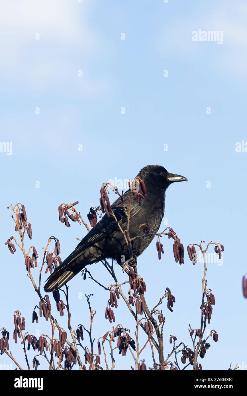 Carrion Crow (Corvus corone) Norfolk January 2024 Stock Photo - Alamy
