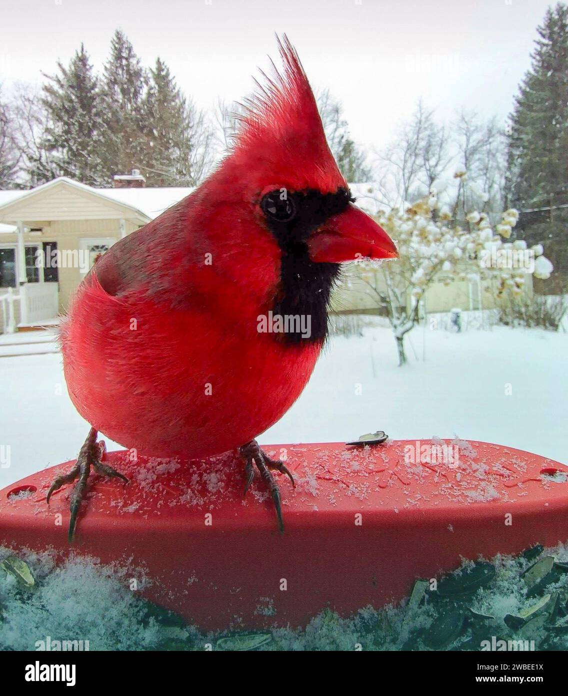 A cardinal sits on a bird feeder on Sunday, Jan. 7, 2024 in Bow, N.H ...
