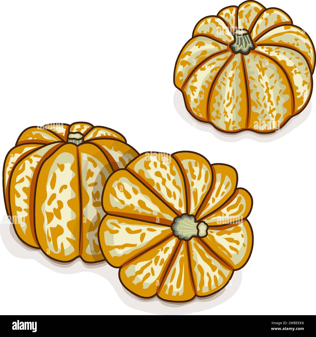 Group of Carnival winter squash. Cucurbita pepo. Fresh, organic, raw ...