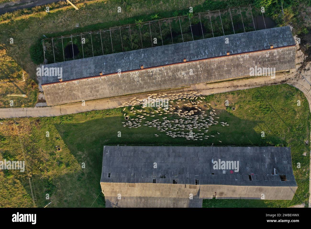 Aerial view of sheep farming. Herd of sheep grazing near farm buildings by drone Stock Photo - Alamy