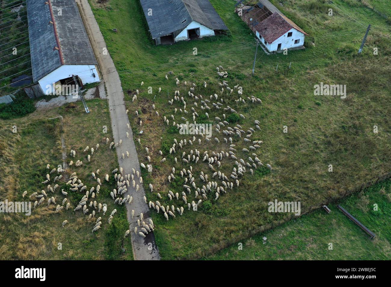 Aerial view of sheep farming. Herd of sheep grazing near farm buildings by drone Stock Photo - Alamy
