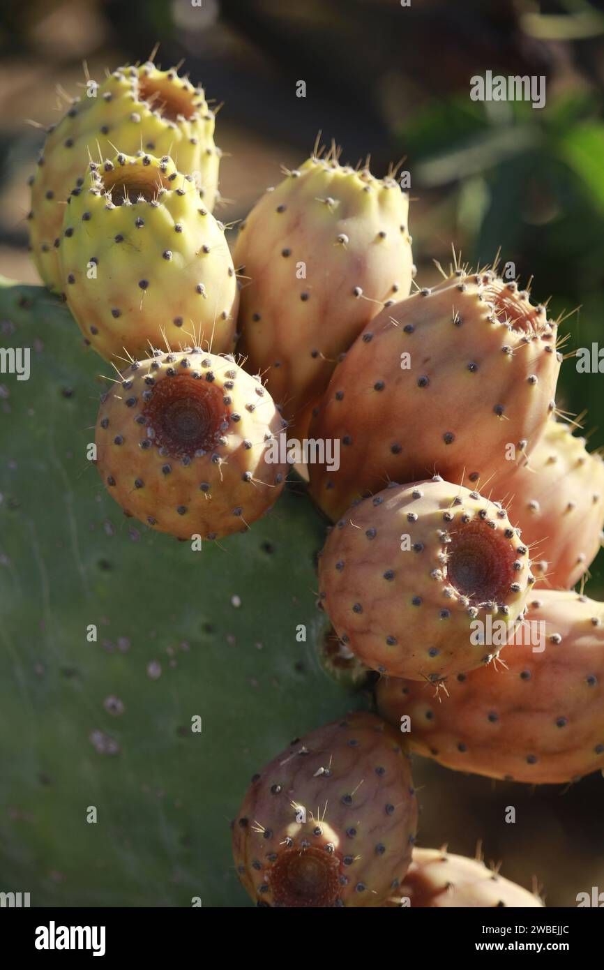 Sicilia fichi d’india hi-res stock photography and images - Alamy