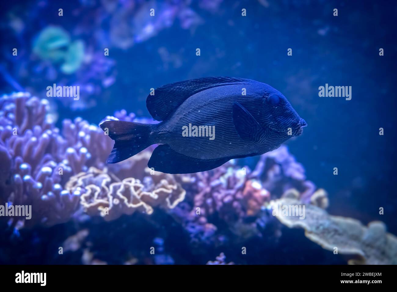 Palais de la Porte Dorée. Tropical fishes. View of a black and white ...