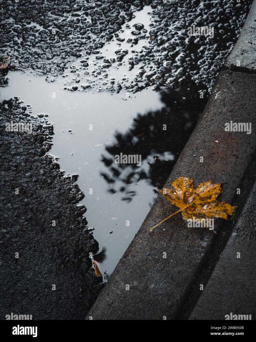 A wet autumn street scene featuring a yellow leaf and a puddle of water on the pavement Stock ...