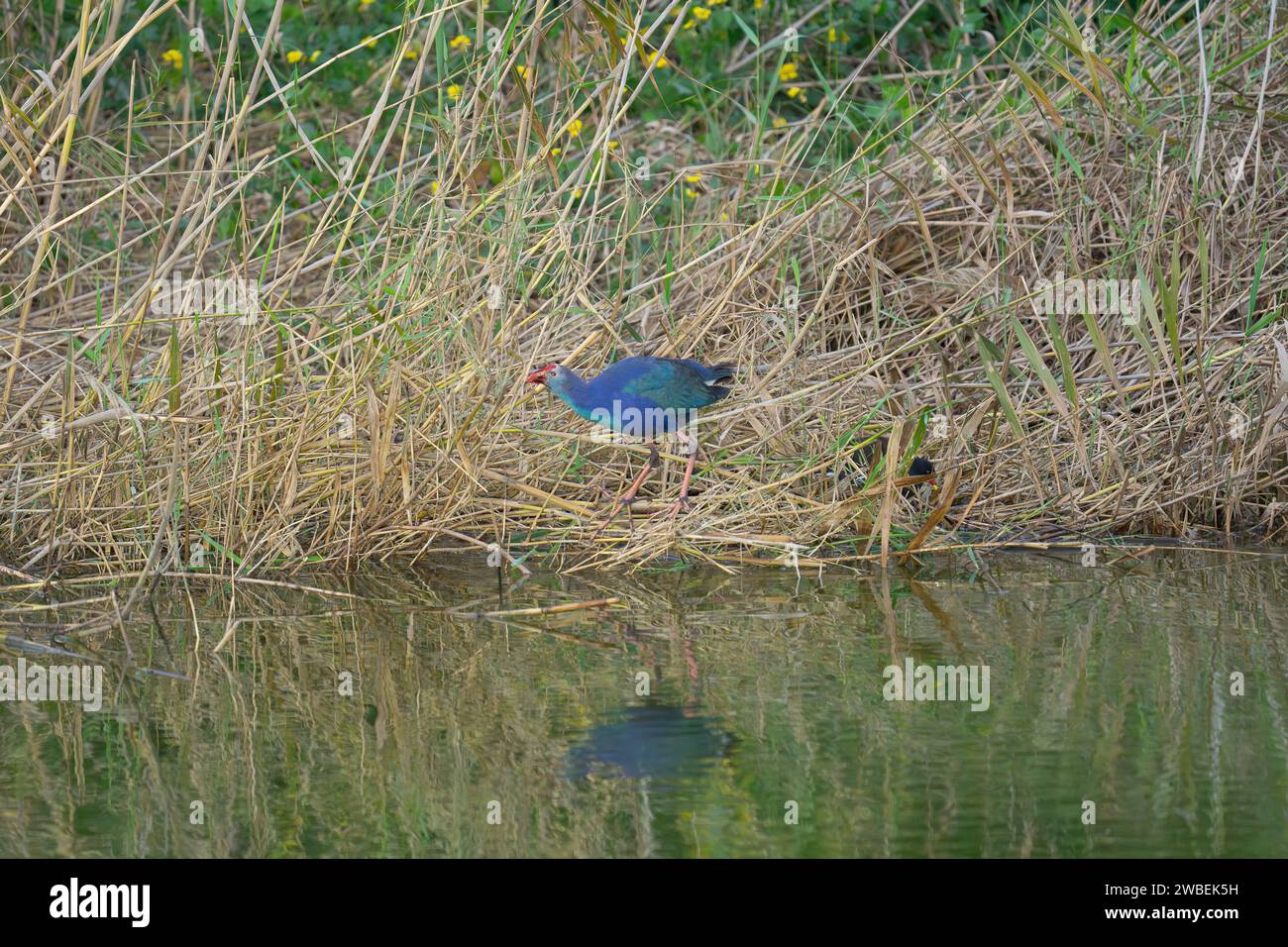 The grey headed swamp hen hi-res stock photography and images - Alamy