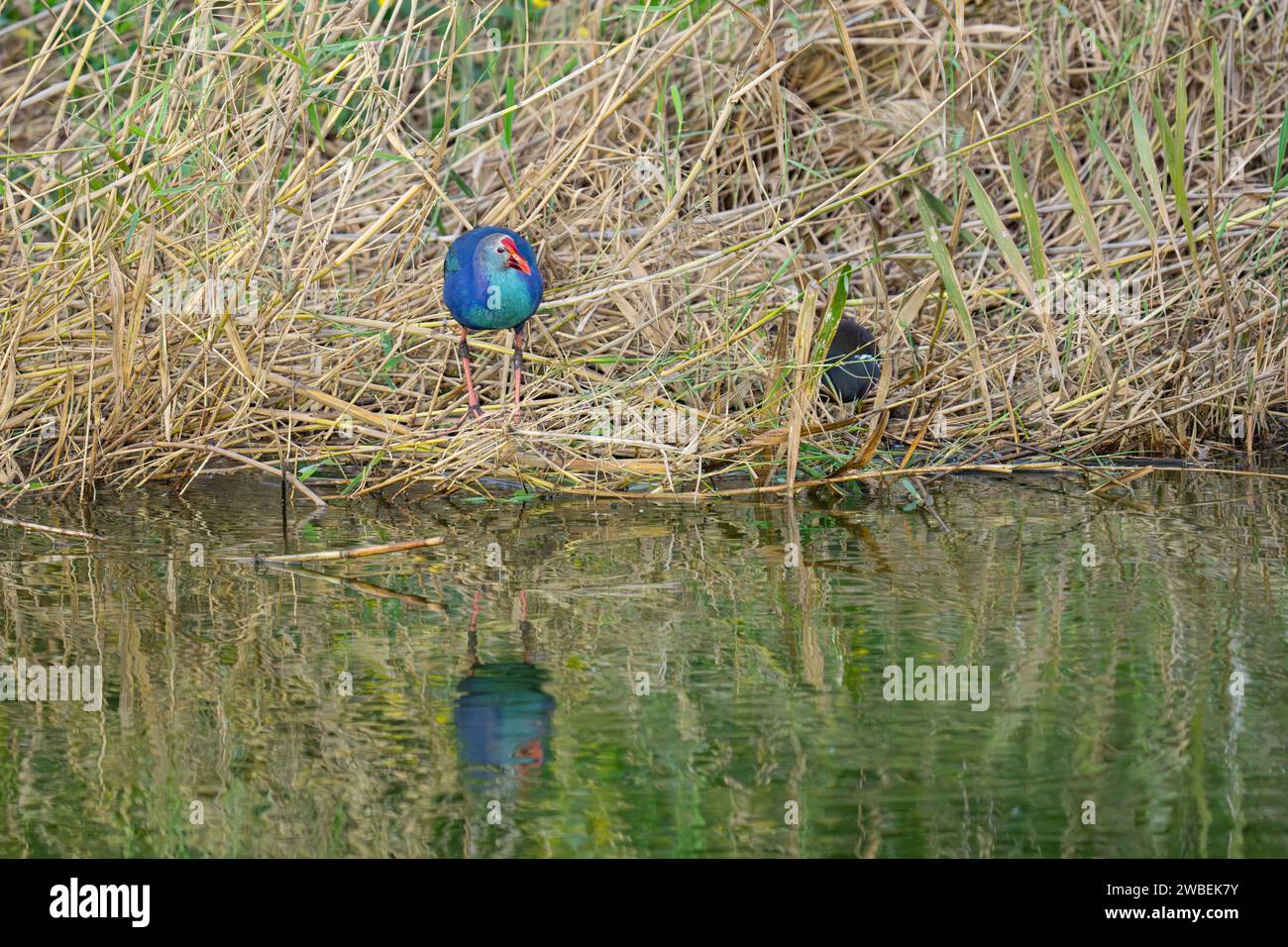 The grey headed swamp hen hi-res stock photography and images - Alamy