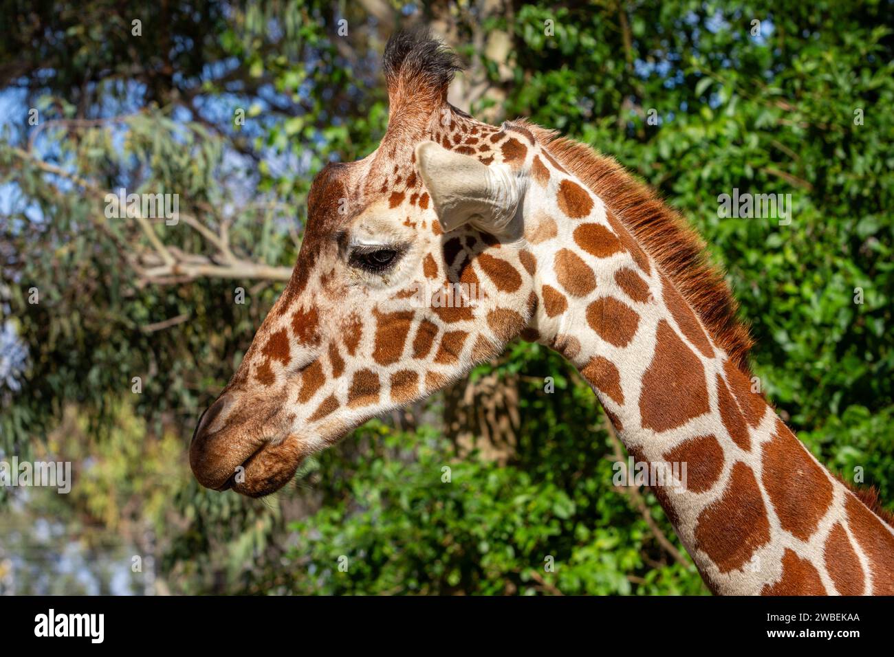 Closeup shot of a giraffe face from the side at the zoo; Beautiful ...