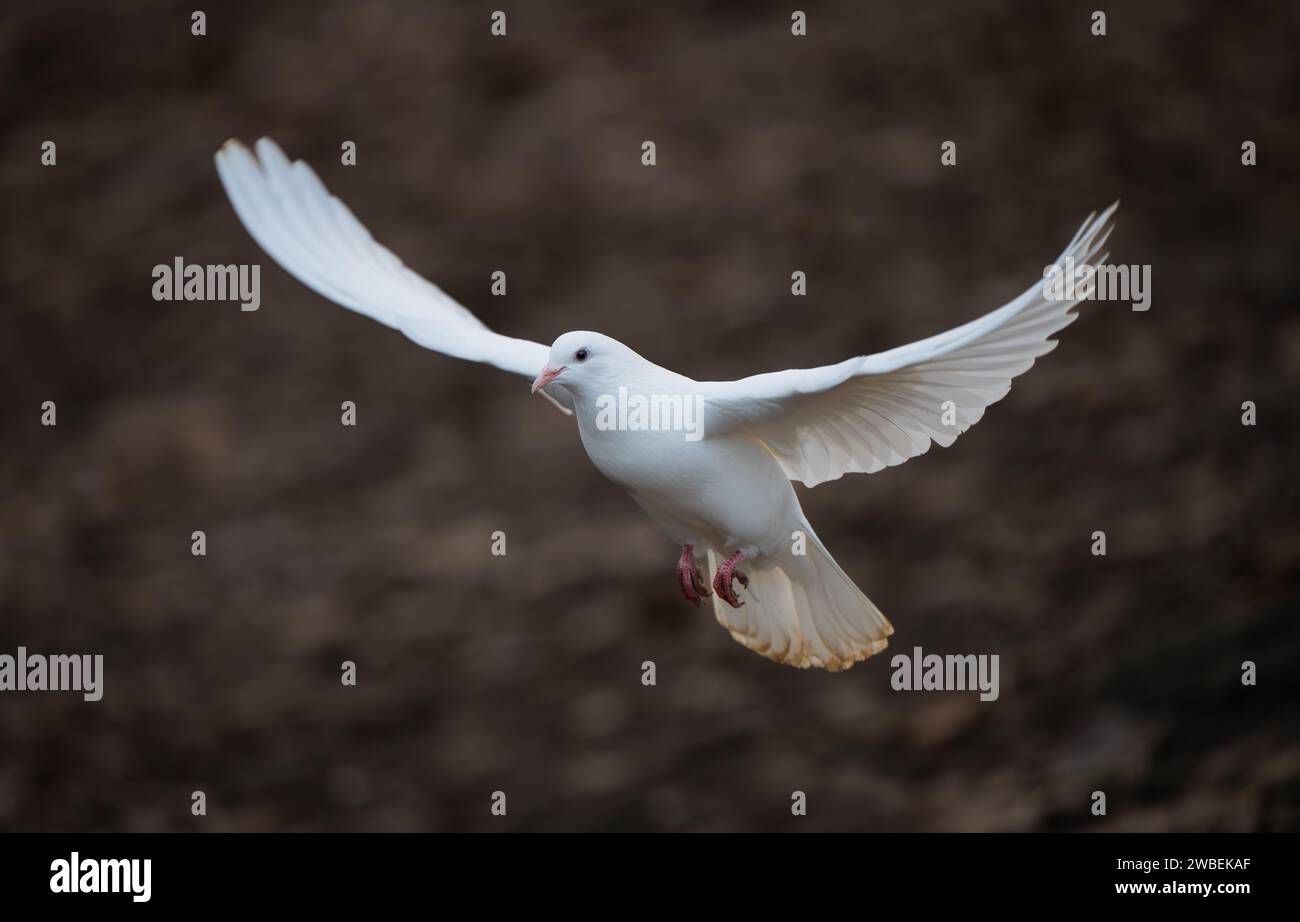 White dove in flight. Rock dove or common pigeon or feral pigeon with ...