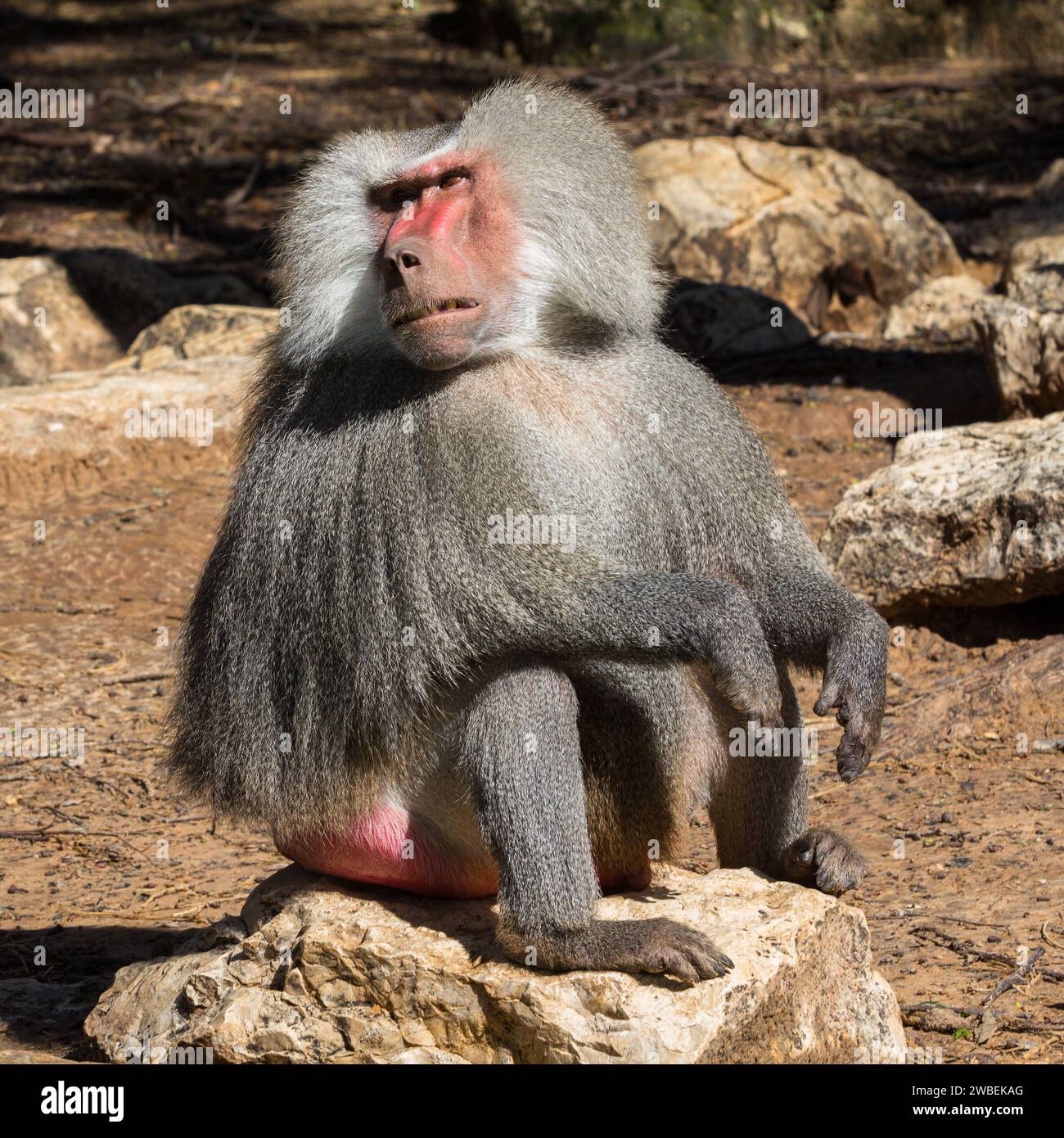 Baboon monkey sitting on the ground at the zoo; Beautiful papio ...