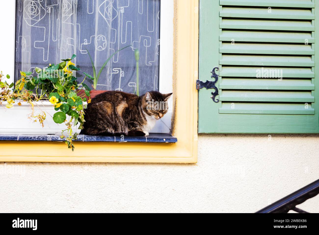 A beautiful cat is sitting on the window looking at the street. The pet ...