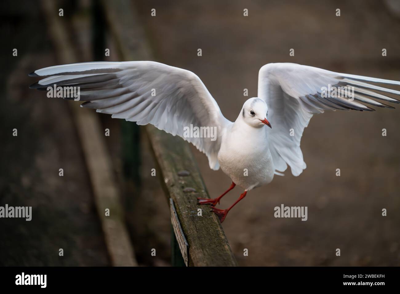 Black-headed gull in winter plumage. Gull launching into flight with no ...