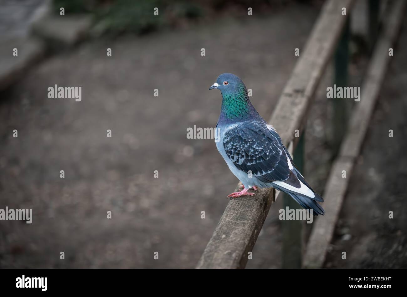 Rock dove or common pigeon or feral pigeon sitting on a fence facing ...