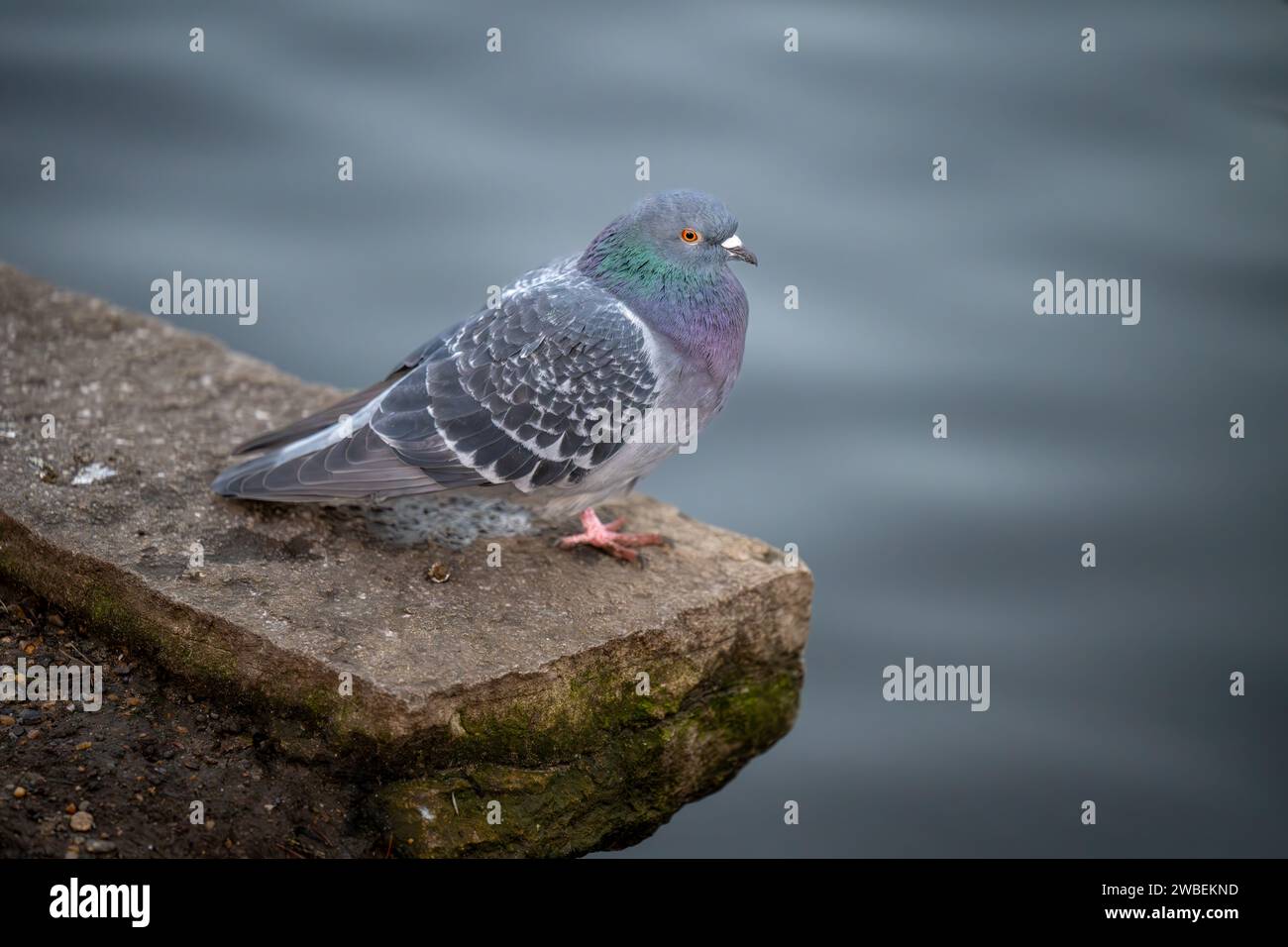 Rock dove or common pigeon or feral pigeon with lake behind. Rock dove ...