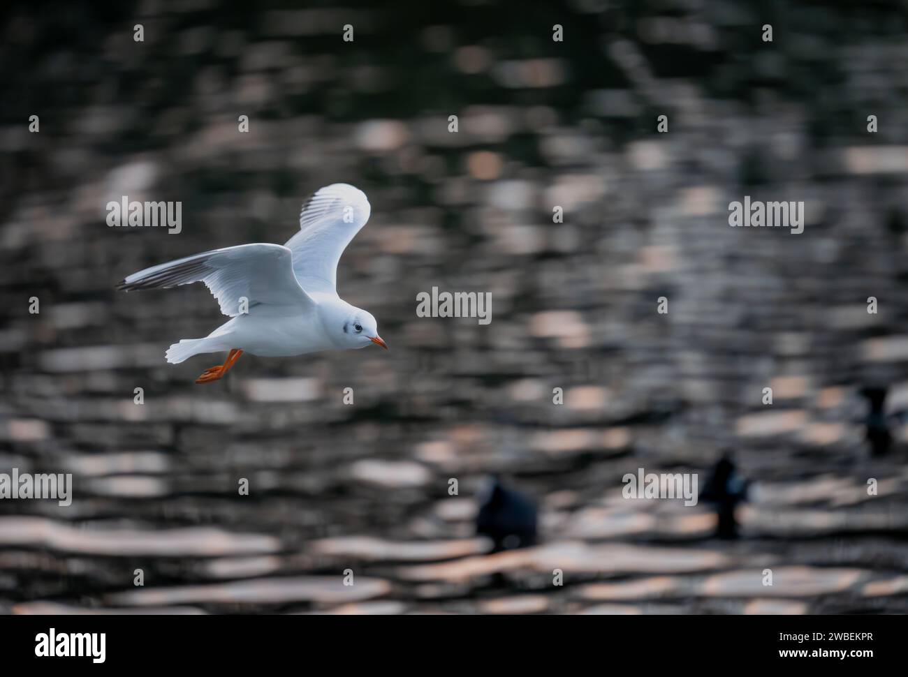 Black-headed gull in winter plumage. Gull in flight over a lake with ...