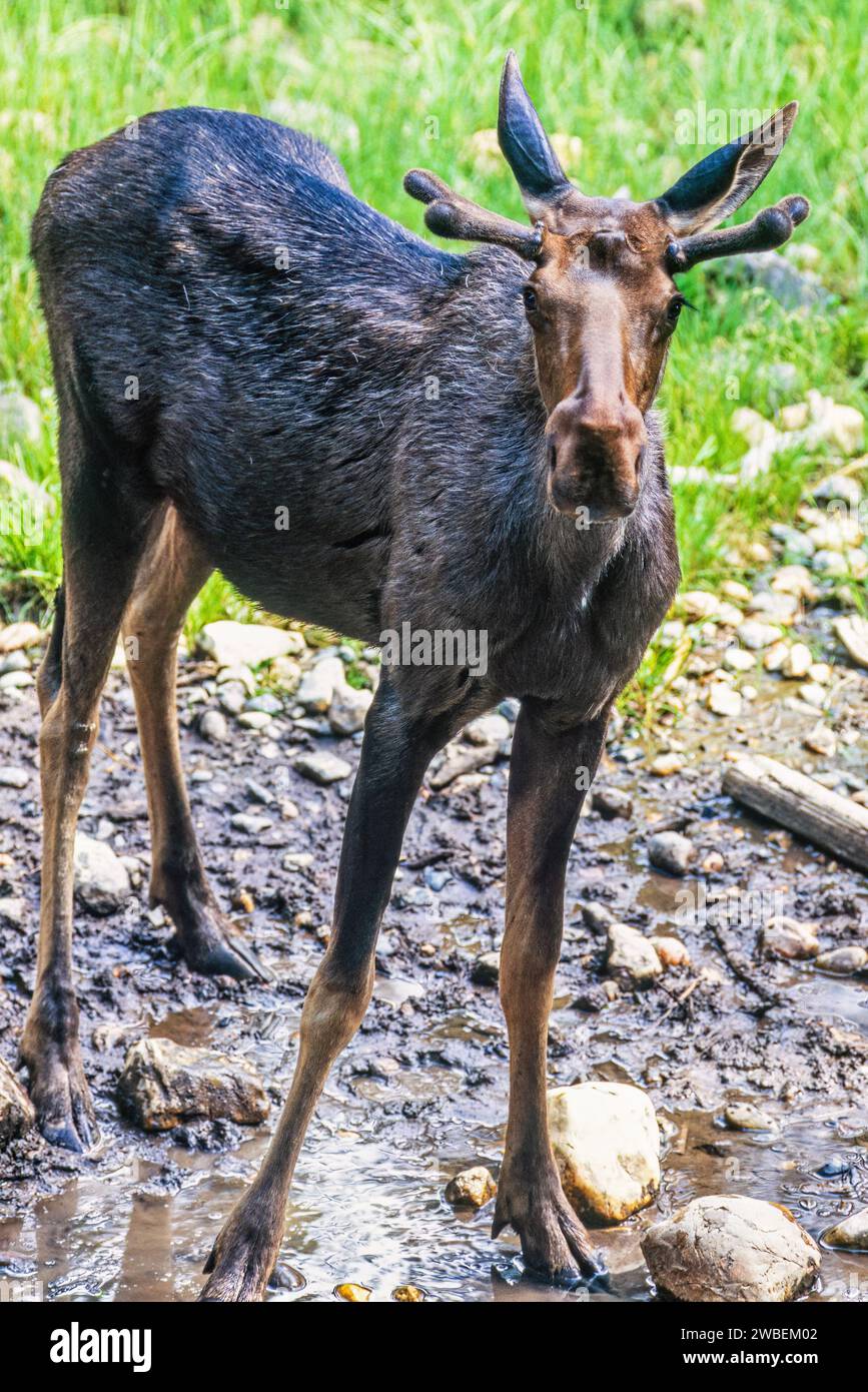 Close up moose nose hi-res stock photography and images - Alamy