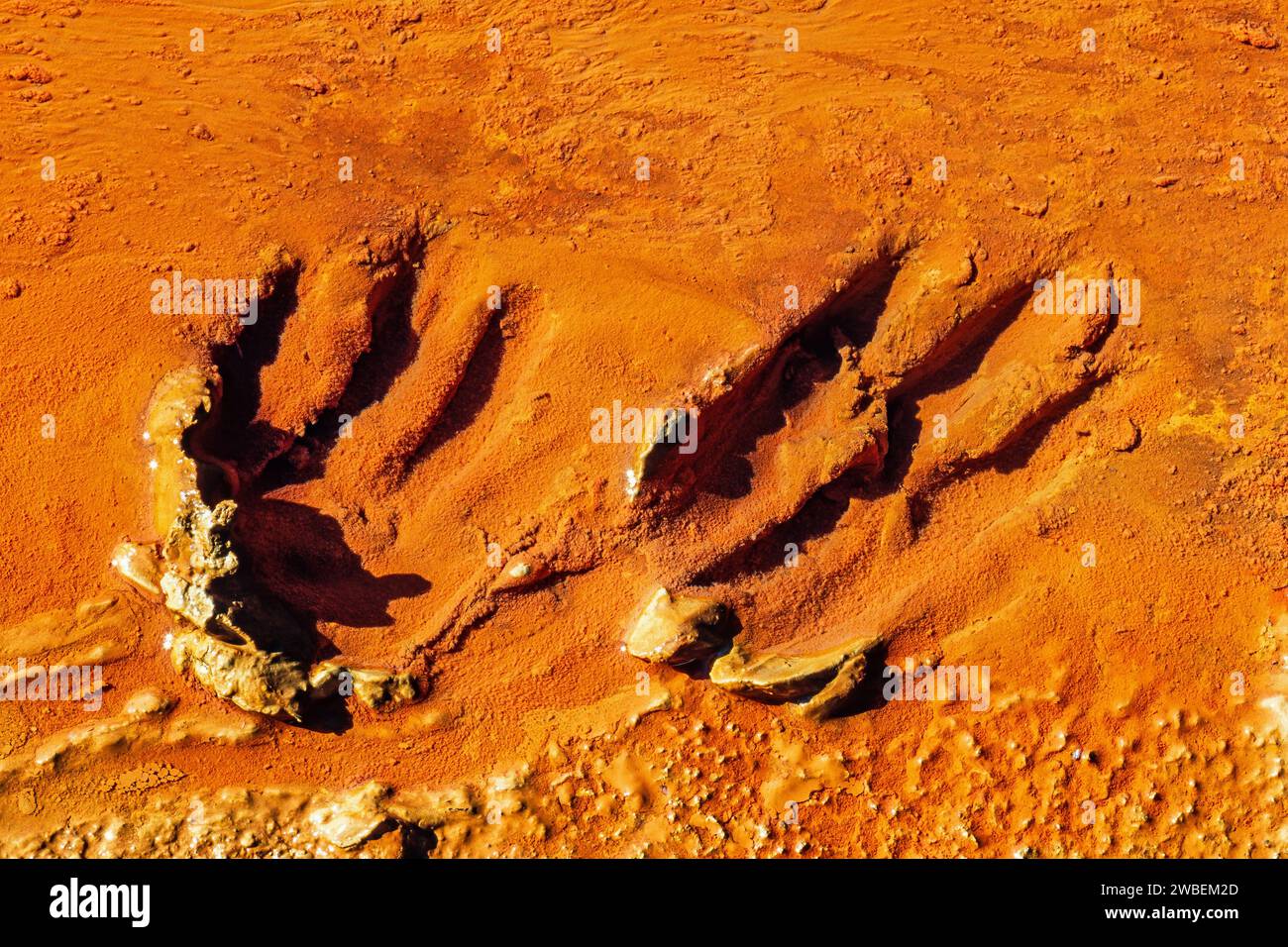 Paw prints in the mud in a hot spring Stock Photo - Alamy