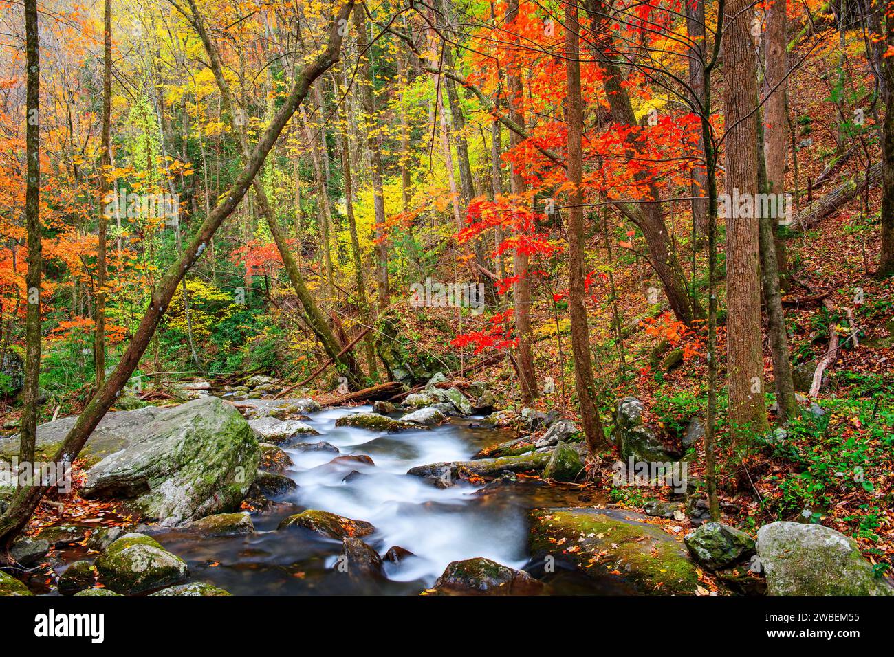 Smith Creek flowing from Anna Ruby Falls, Georgia, USA in autumn Stock ...
