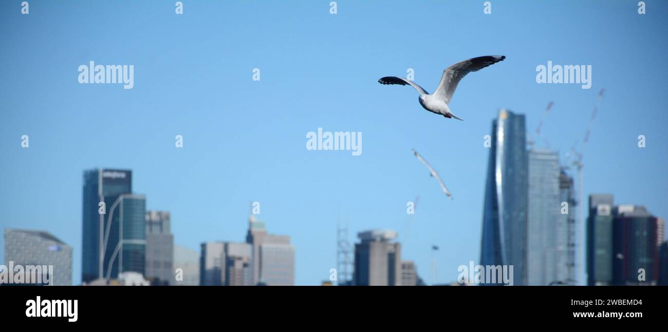 Seabirdincity hi-res stock photography and images - Alamy