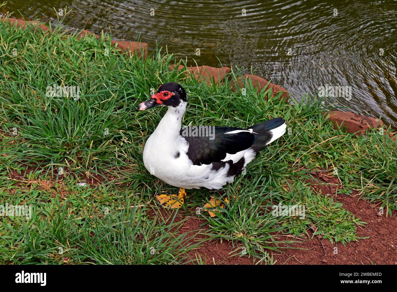 Male domestic muscovy duck hi-res stock photography and images - Alamy