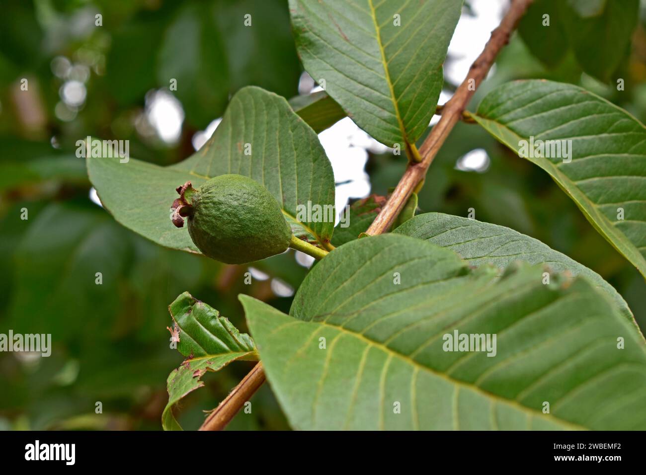 Guava tree hi-res stock photography and images - Alamy