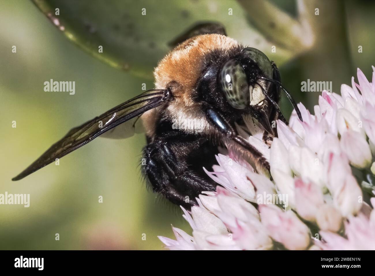 Close up of a big furry green-eyed male Eastern Carpenter Bee (Xylocopa ...