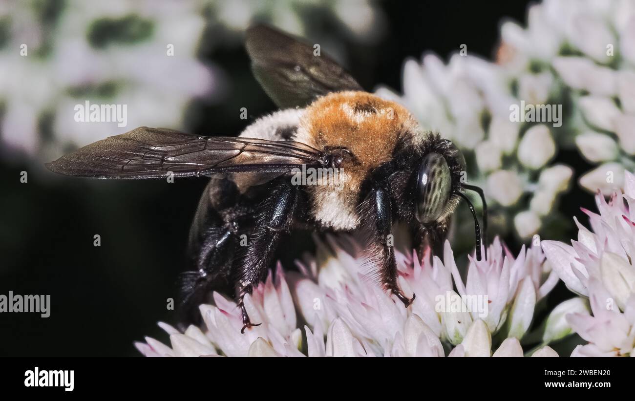 Side profile of a large green-eyed male Eastern Carpenter Bee (Xylocopa ...