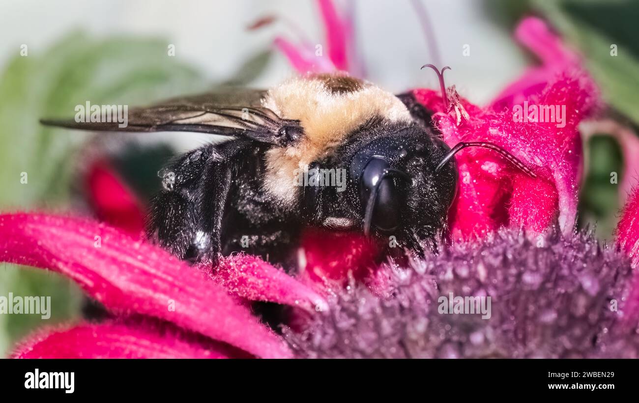 Side profile of a female Eastern Carpenter Bee (Xylocopa virginica ...