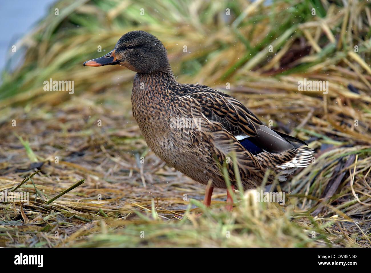 VINNYTSIA, UKRAINE - JANUARY 01, 2024 - A wild duck drake on the shore ...
