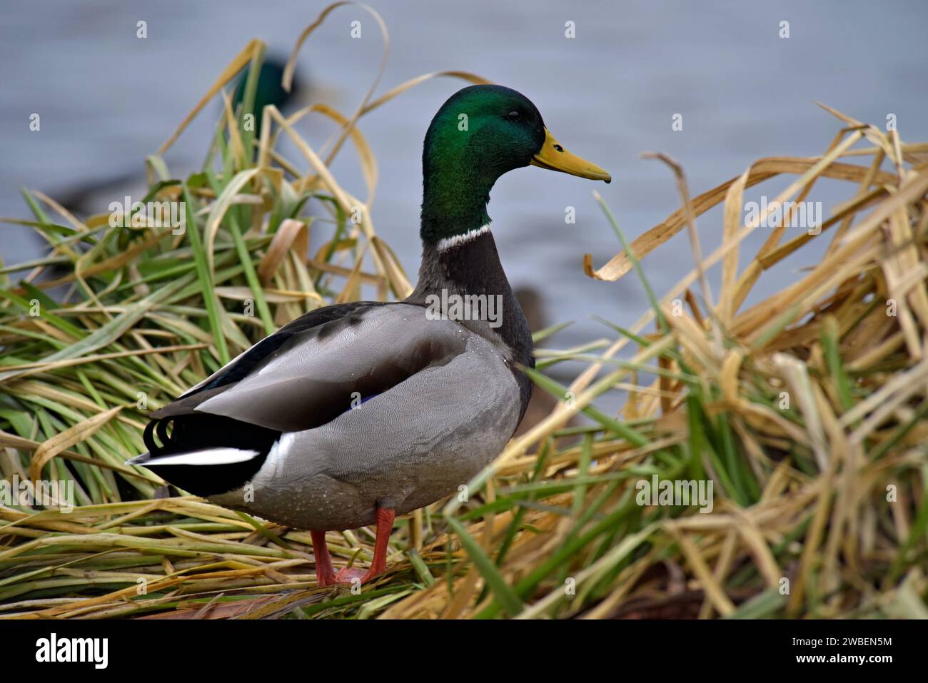VINNYTSIA, UKRAINE - JANUARY 01, 2024 - A wild duck drake on the shore ...
