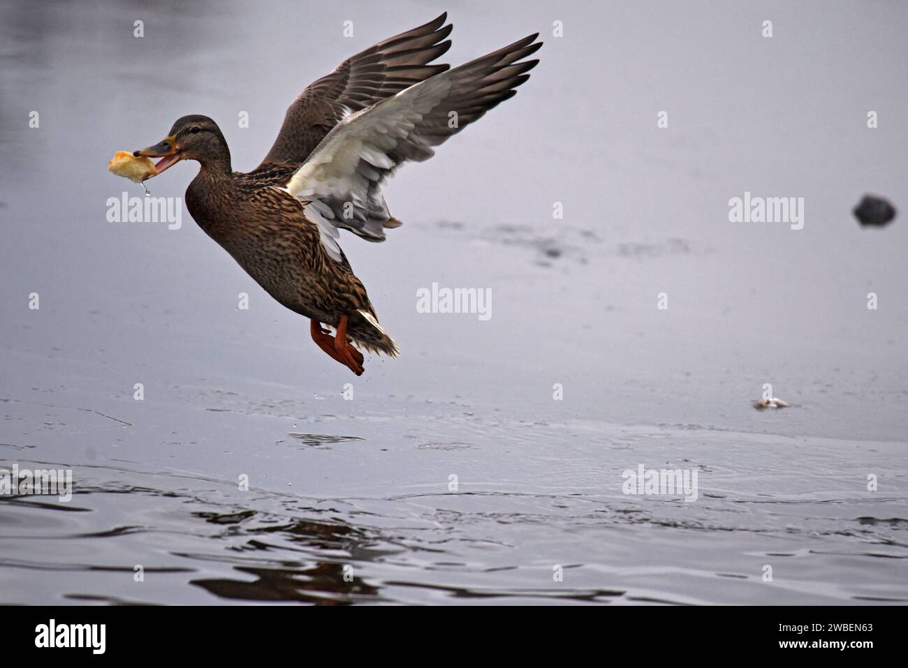 VINNYTSIA, UKRAINE - JANUARY 01, 2024 - A wild duck drake on the shore ...