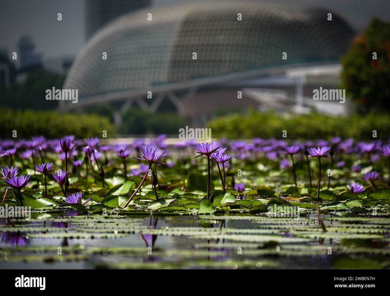 Lotus on Water Singapore Stock Photo - Alamy