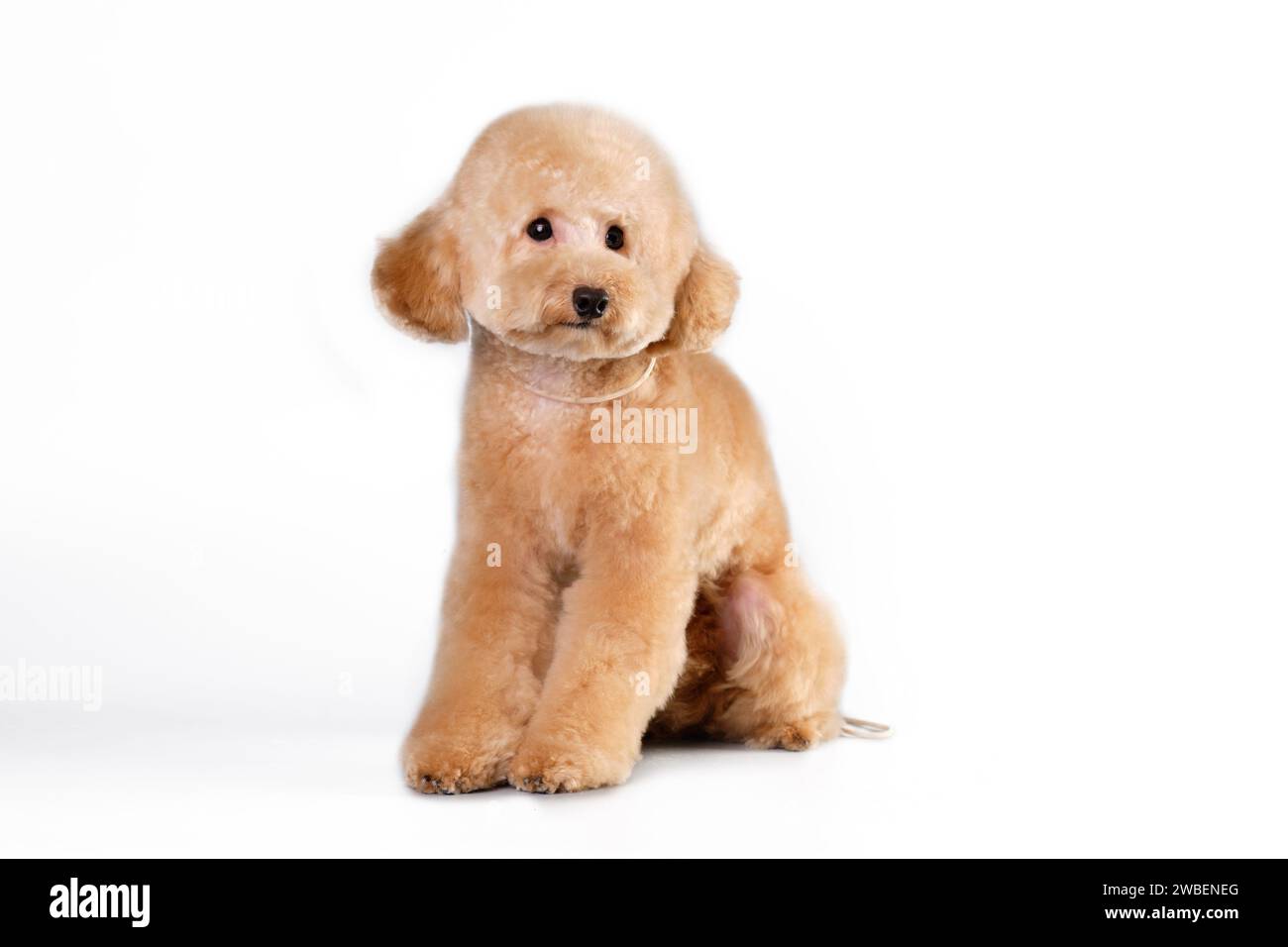 A poodle puppy sitting on its hind legs in close-up Stock Photo - Alamy