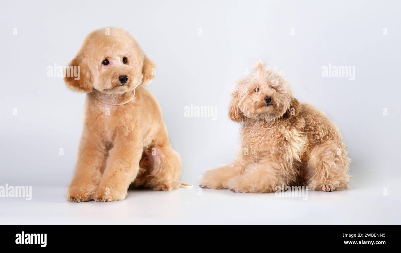 The poodle puppy is in a good cheerful mood after the haircut and in an ...
