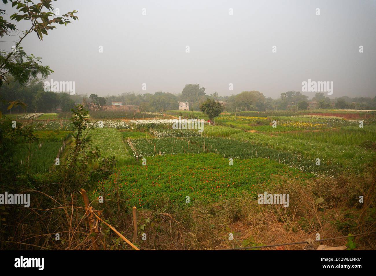View of multi-coloured marigold and others flowers of khirai, West ...