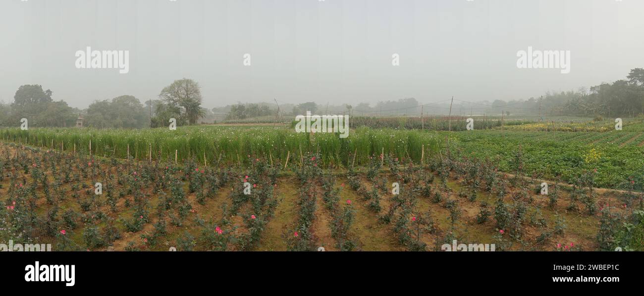 Rose, woody perennial flowering plant of the genus Rosa, family ...