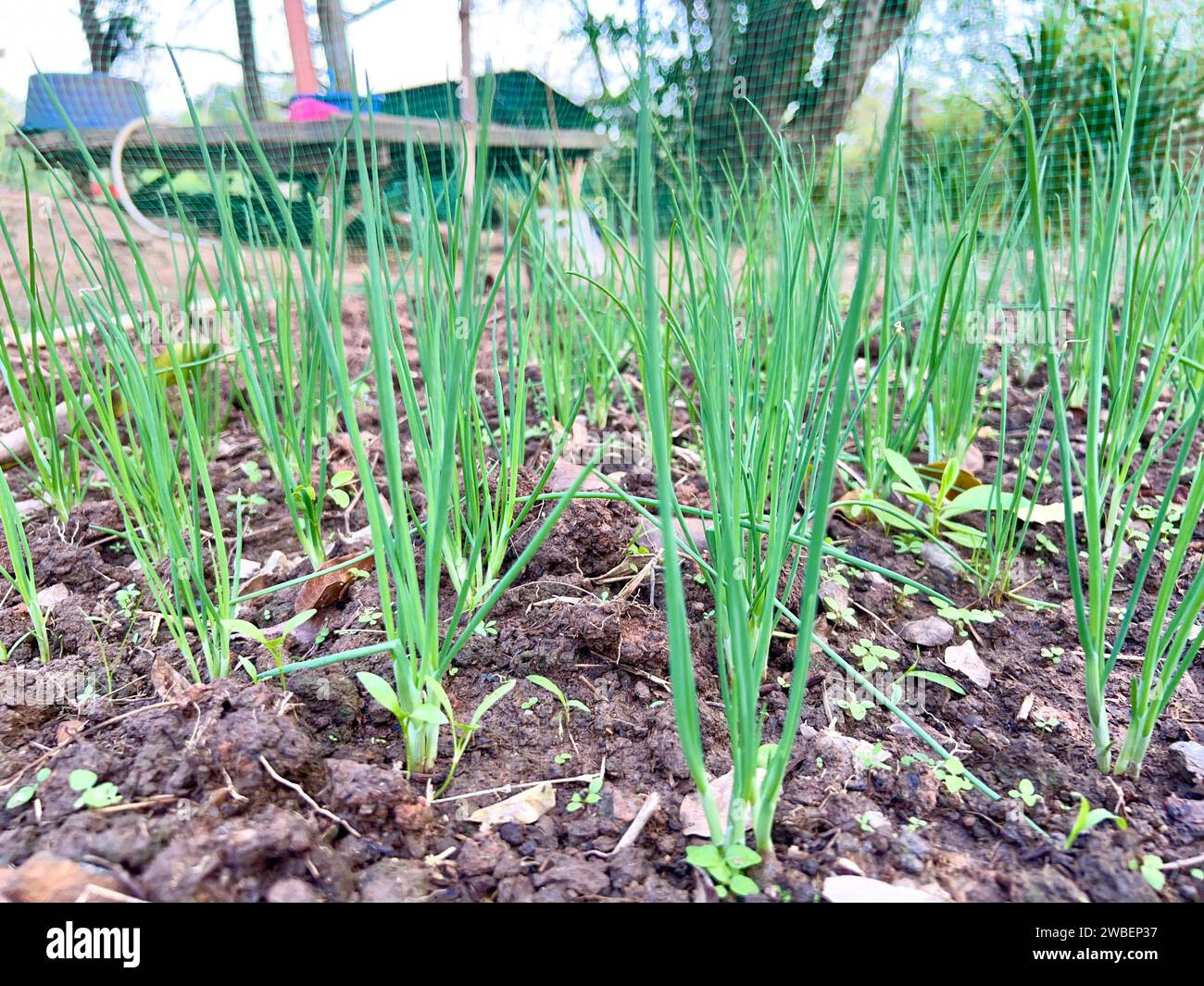 plant onions organic at farm garden Stock Photo - Alamy