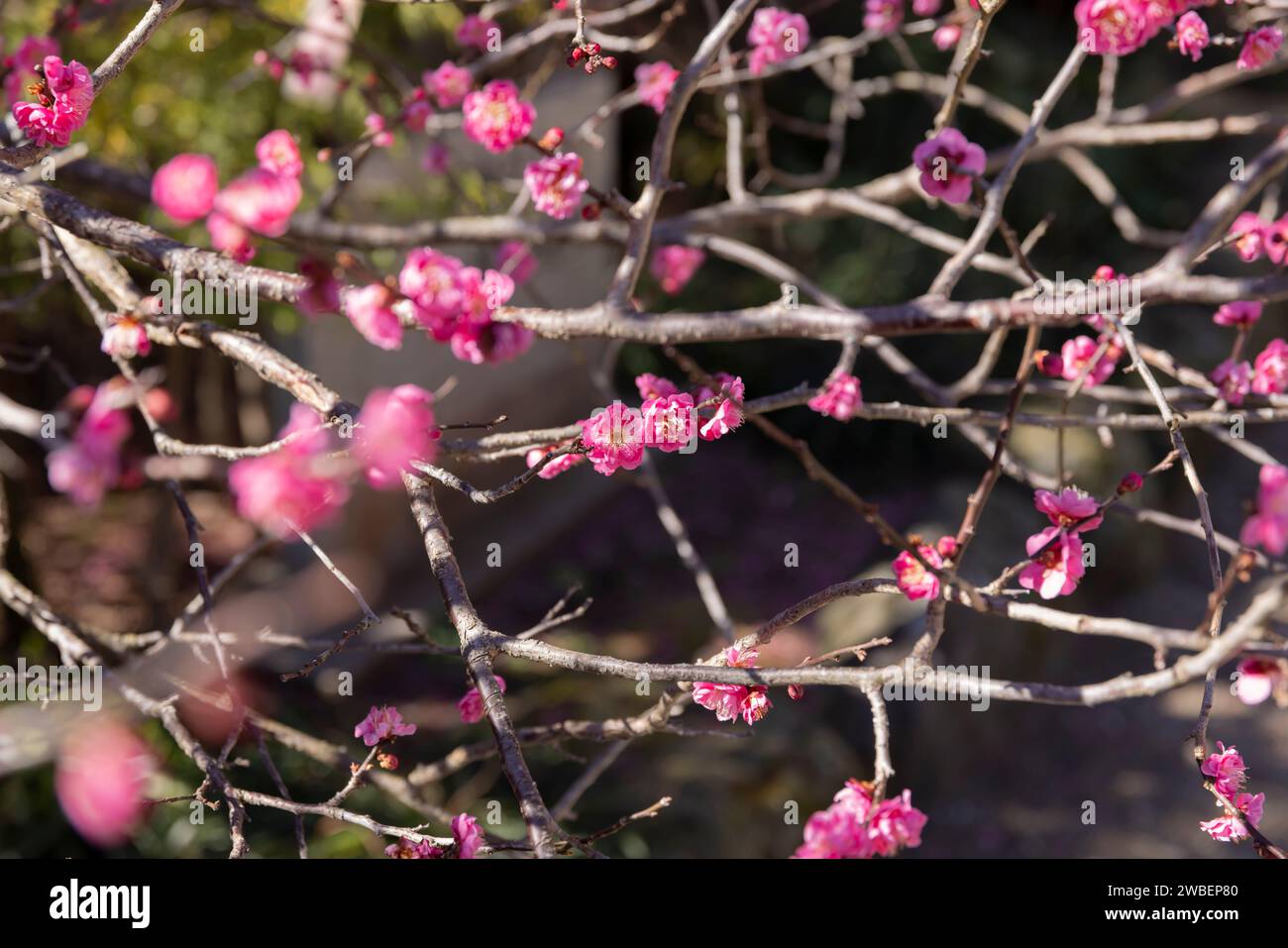 Red plum flowers at Atami plum park in Shizuoka daytime Stock Photo - Alamy