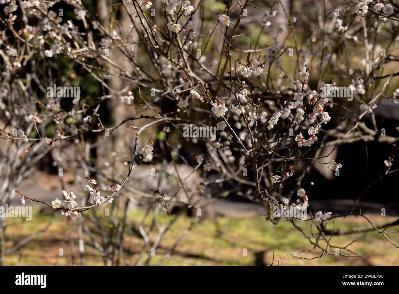 Atami plum garden hi-res stock photography and images - Alamy