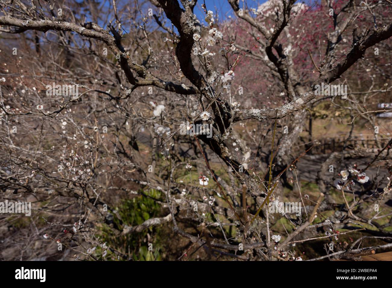 White plum flowers at Atami plum park in Shizuoka daytime Stock Photo ...