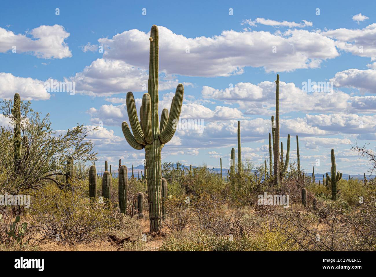 Saguaro cactus national park hi-res stock photography and images - Alamy