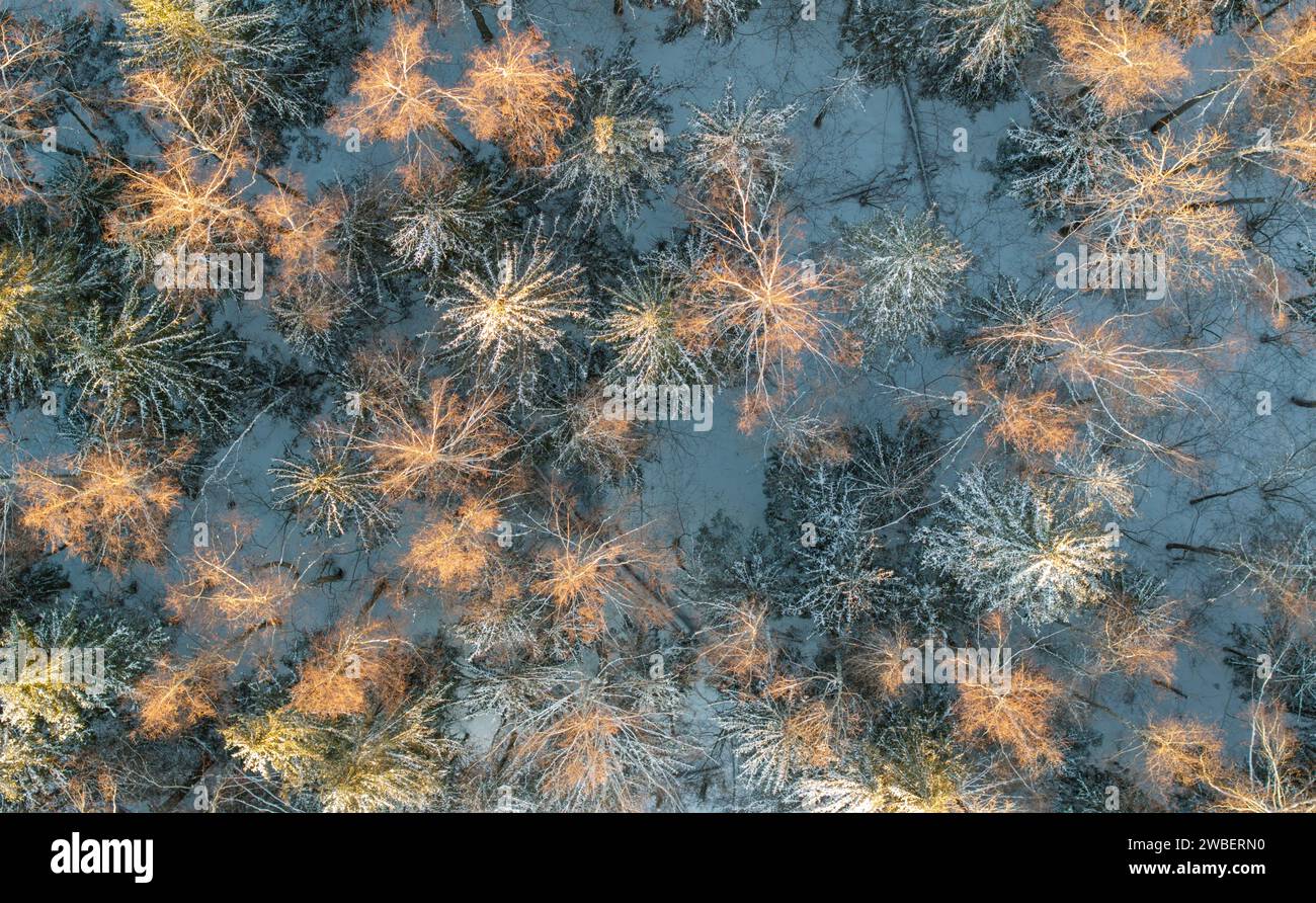 An aerial view of the forest with snowy trees in Saula, Harju county ...