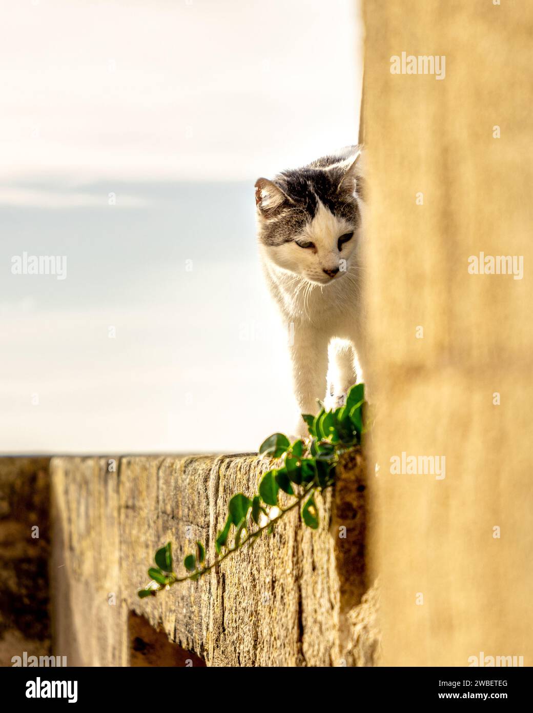 cat walking on the wall Stock Photo - Alamy