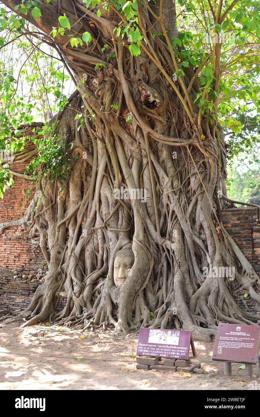 Ayutthaya Historical Park, Wat Mahathat buddhist temple (14th century ...