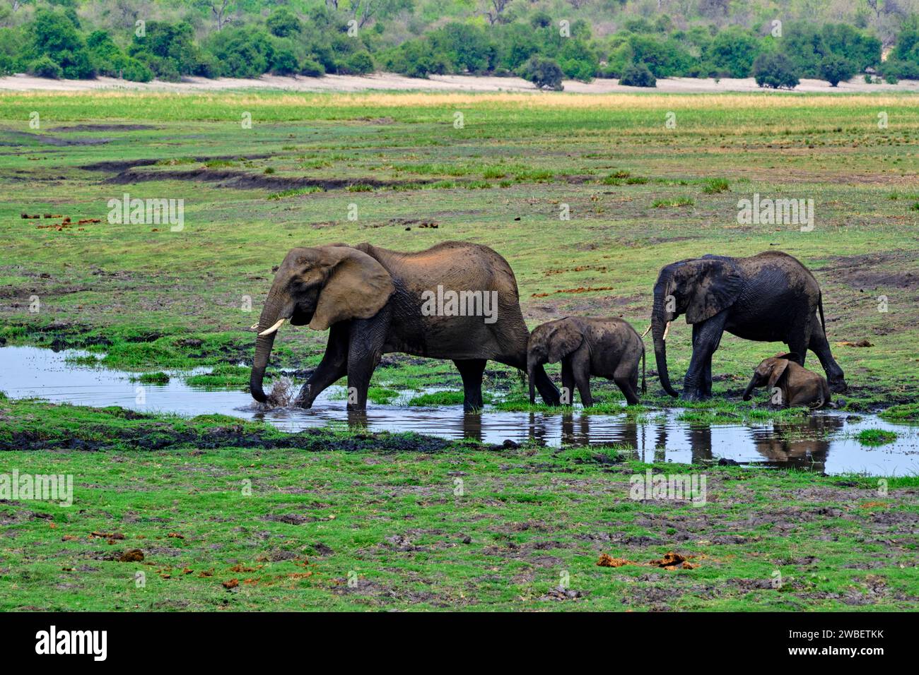 Botswana, North West District, Chobe National Park, wild African ...
